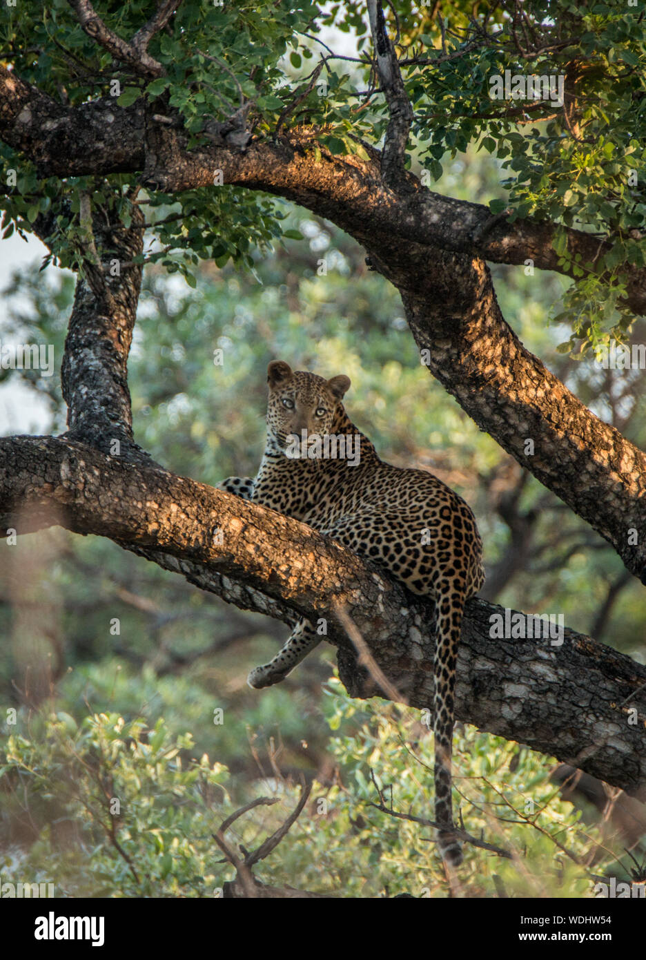 Leopard sitting on tree hi-res stock photography and images - Alamy