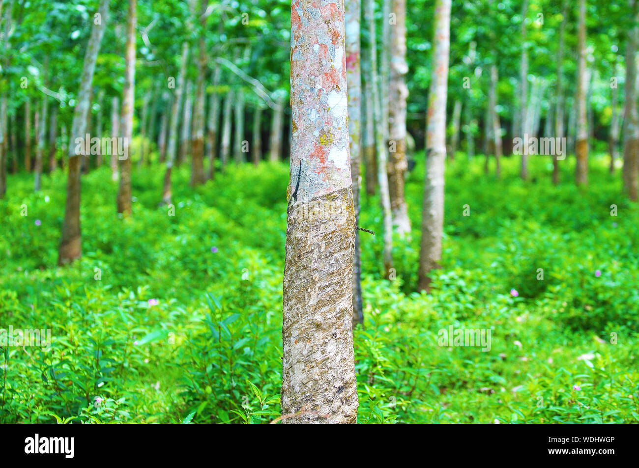 Tapping rubber trees hi-res stock photography and images - Alamy