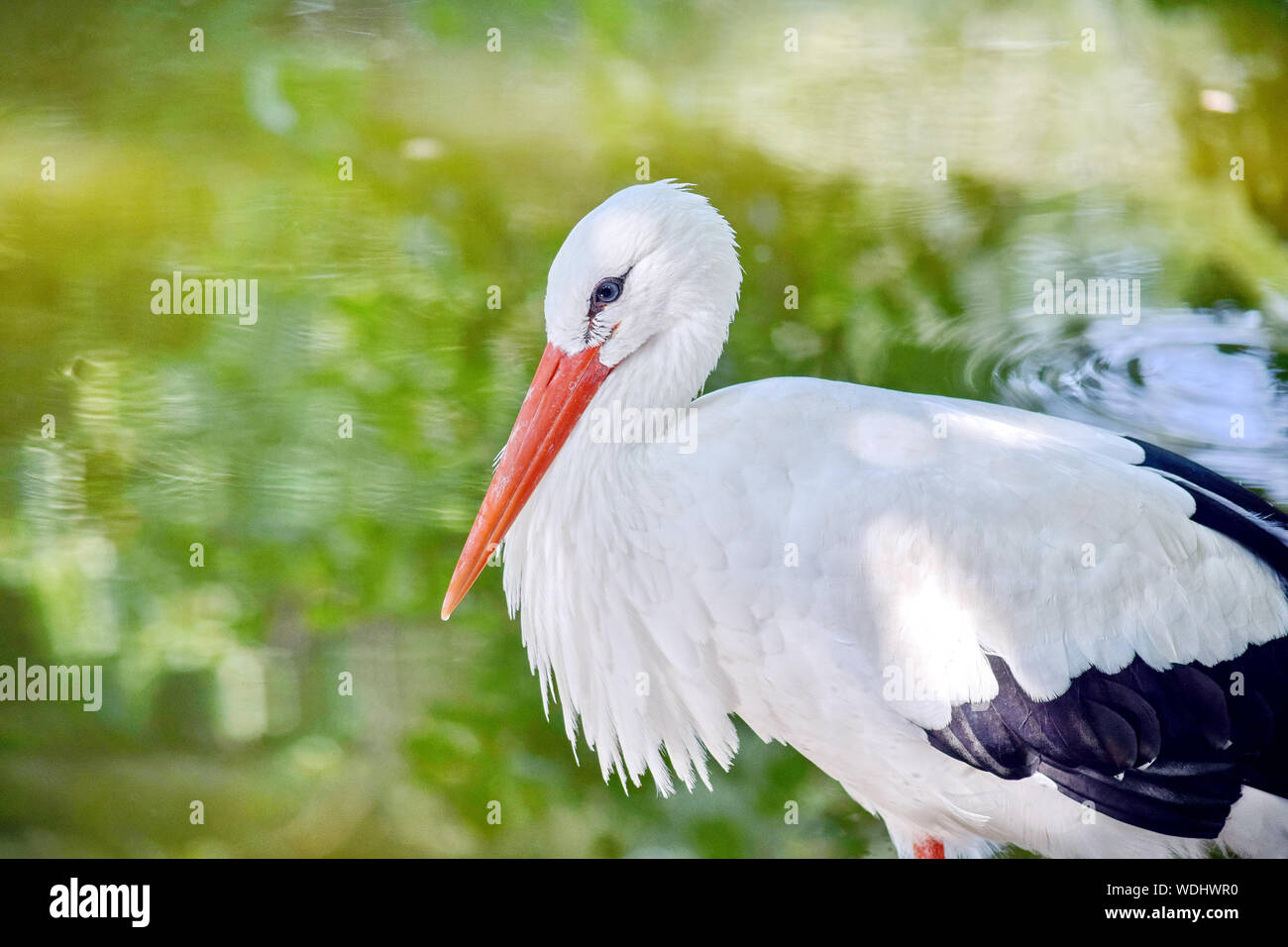 White Stork Side View Portrait in Pond Stock Photo - Alamy