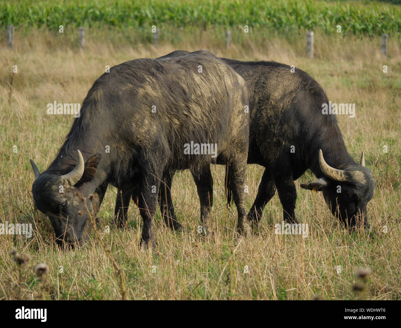Buffalos in germany Stock Photo - Alamy