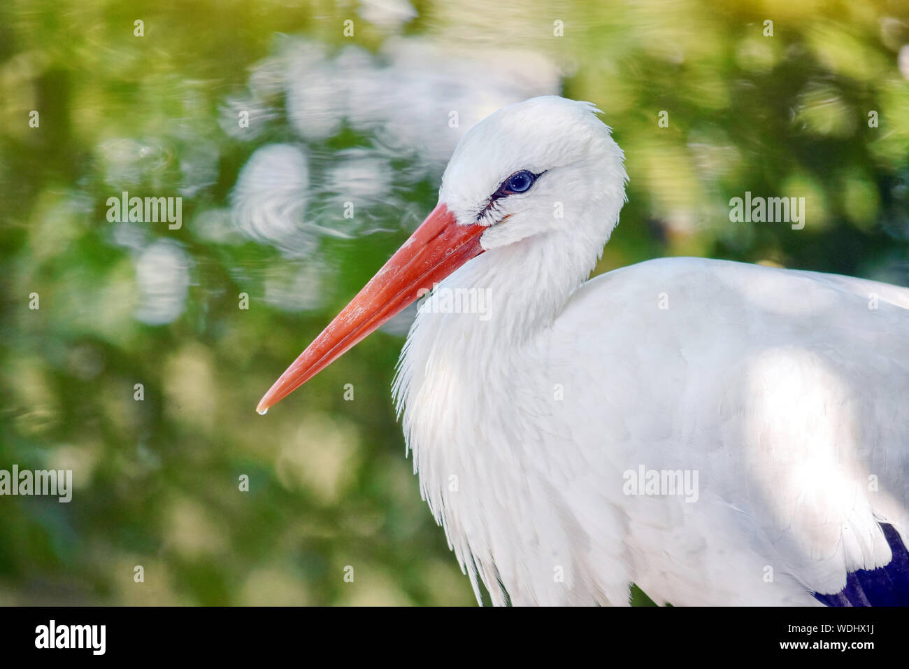 White Stork Head Closeup Portrait in Pond Side View Stock Photo - Alamy