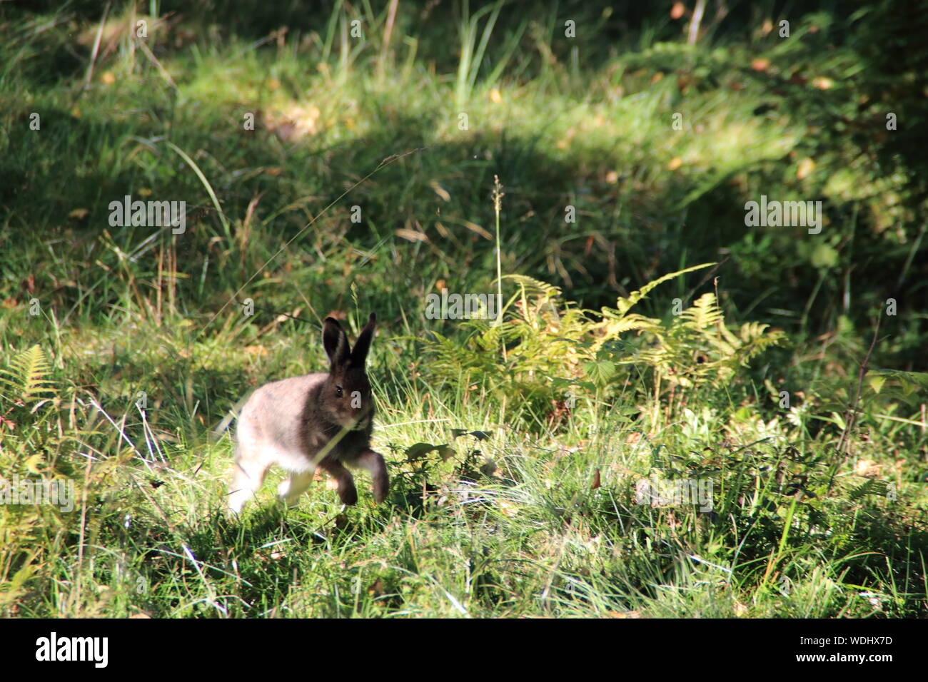 Jumping rabbit hi-res stock photography and images - Alamy