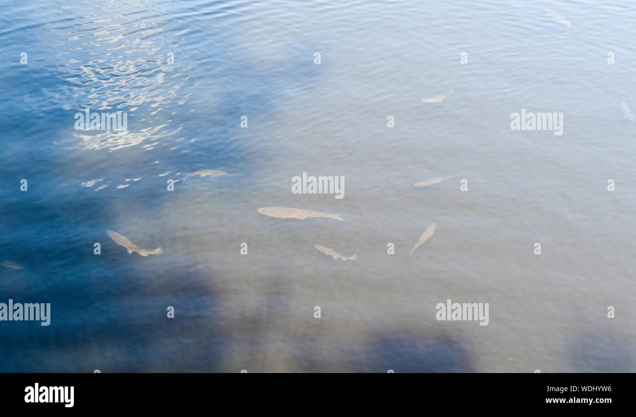 Top view fishes swimming in hi-res stock photography and images - Alamy