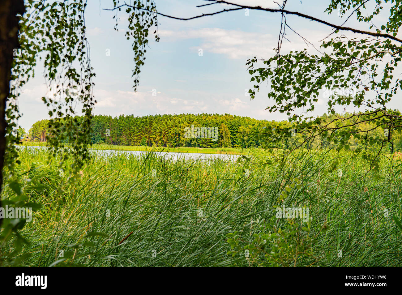 The forest bank of the river is a natural landscape. Background Stock ...