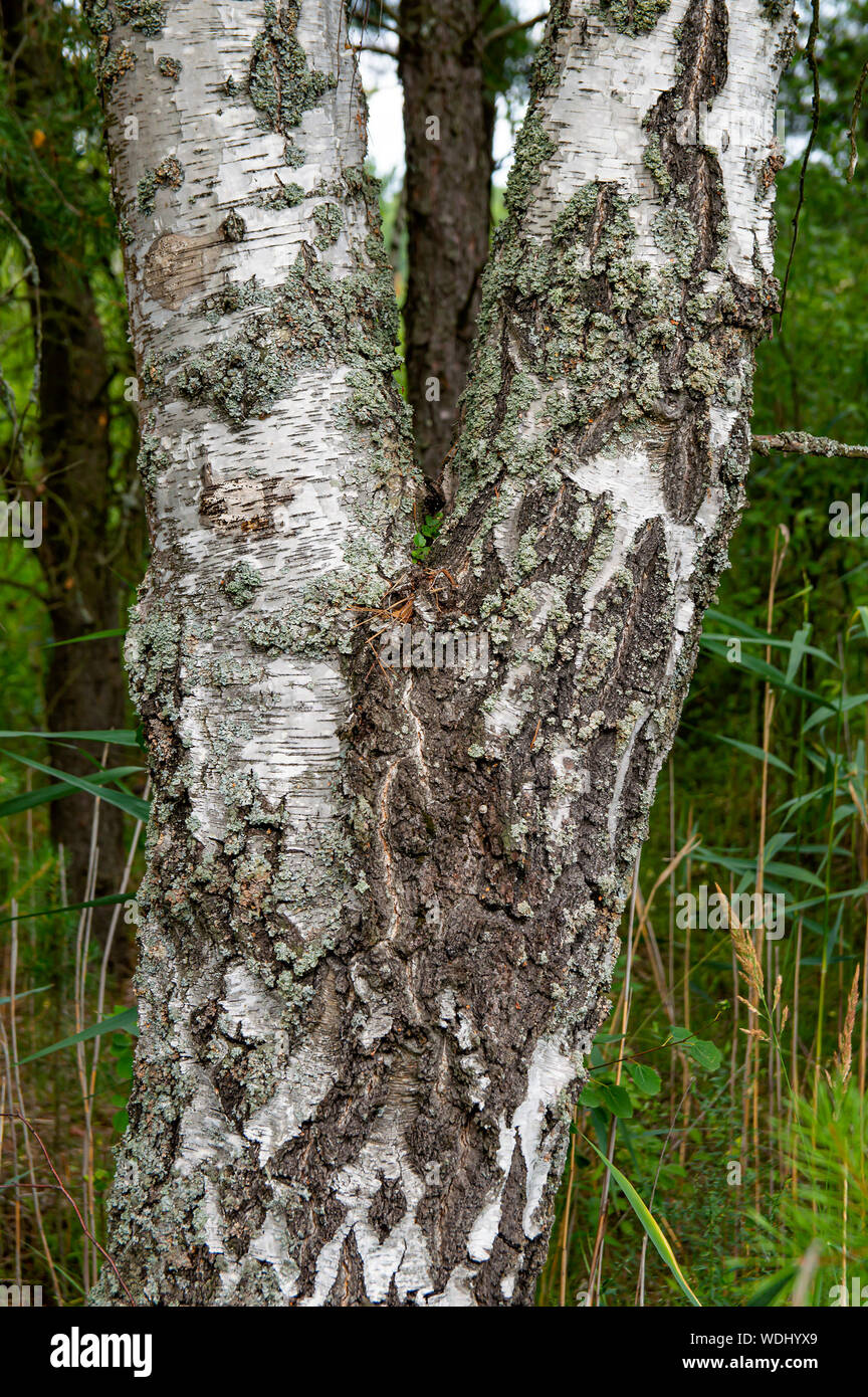 American white birch tree trunks hi-res stock photography and images ...