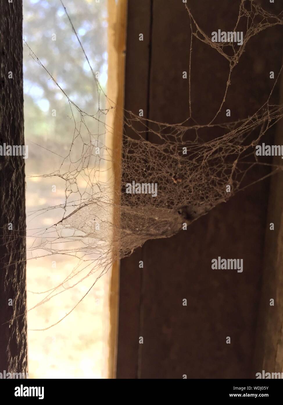 Hanging from web hi-res stock photography and images - Alamy