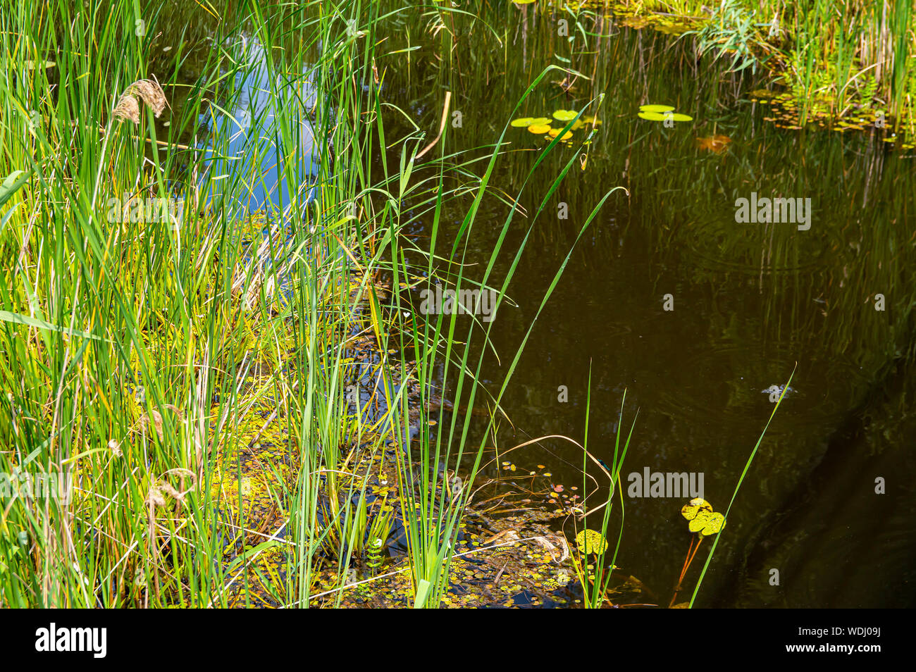 Forest river with a reflection of the sky in the water. Natural ...