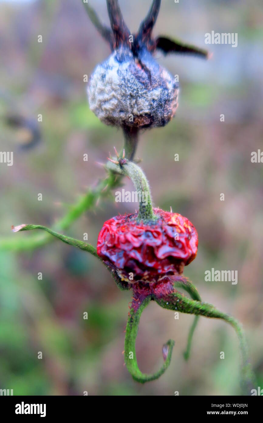 Rotten rose hi-res stock photography and images - Alamy