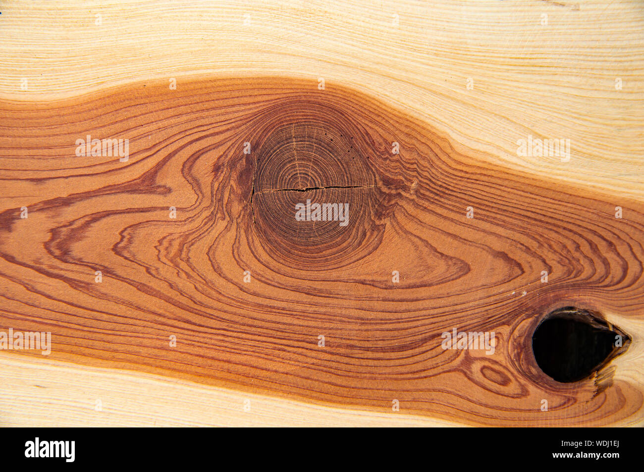 The texture of the longitudinal section of the tree. Background Stock ...