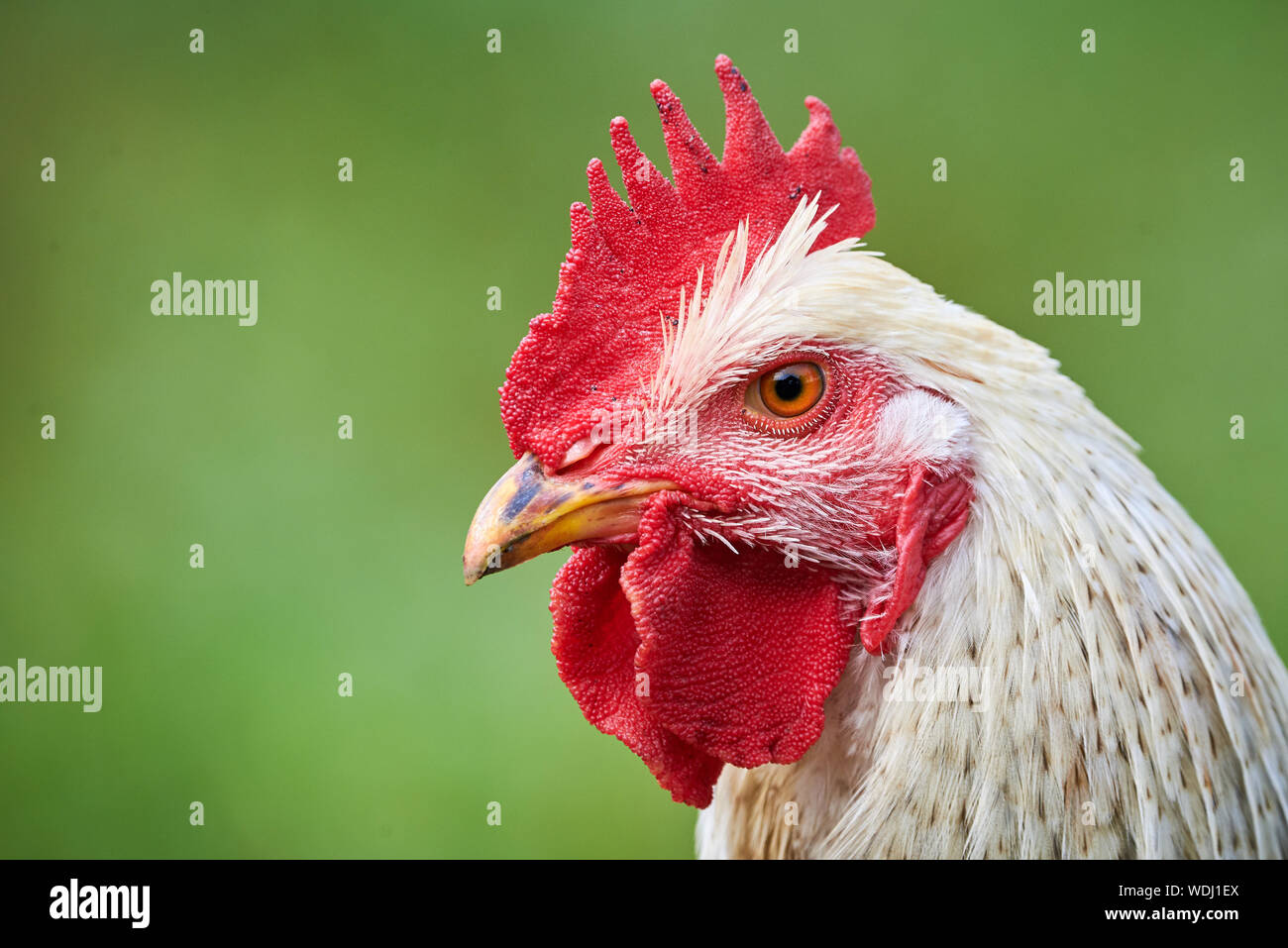 Beautiful Rooster ( Gallus gallus domesticus ) Close Up Stock Photo - Alamy