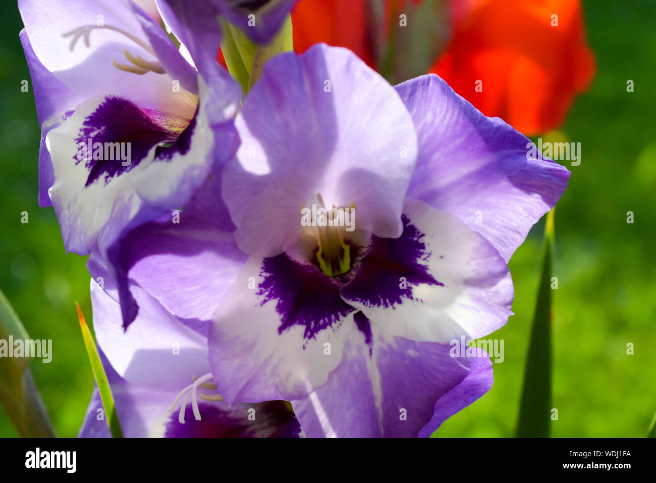 Gladiolus bouquet hi-res stock photography and images - Alamy