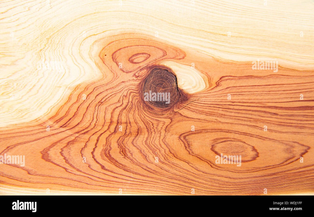 The texture of the longitudinal section of the tree. Background Stock ...