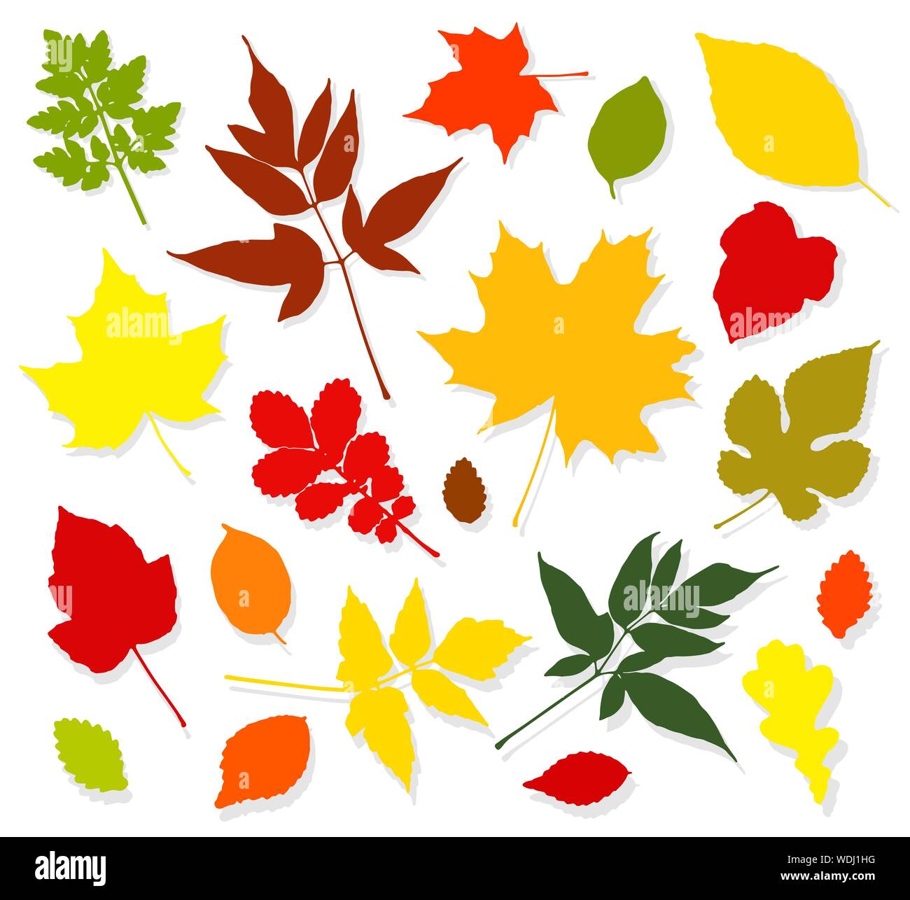 Colorful autumn leaves set on white background. Vector illustration ...