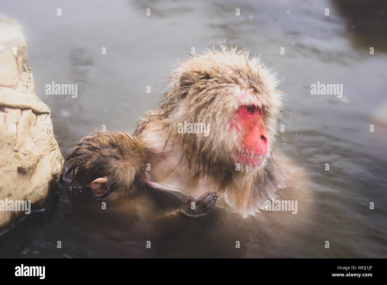 Wet monkeys hi-res stock photography and images - Alamy