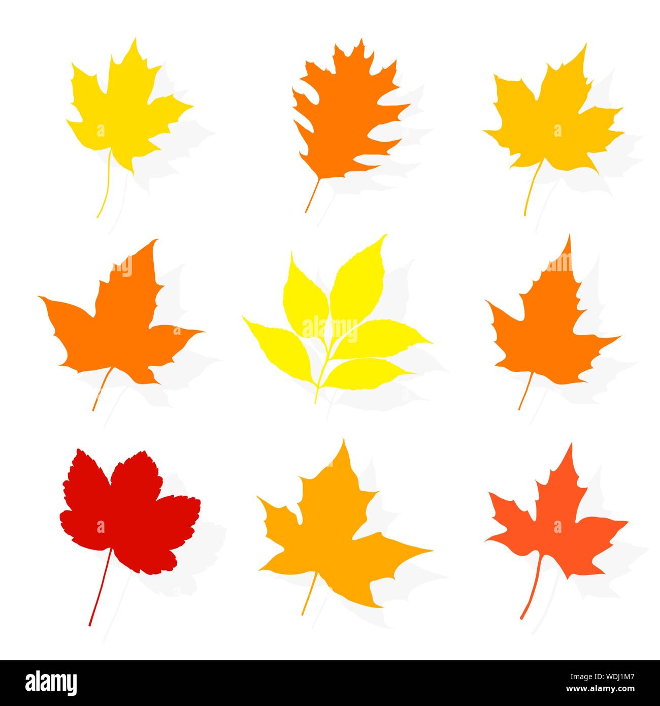 Colorful autumn leaves set on white background. Vector illustration ...
