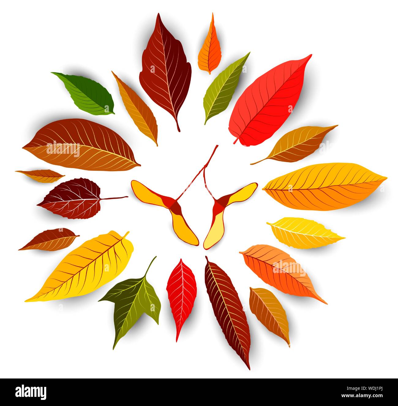 Fall leaves set Stock Vector Images - Alamy
