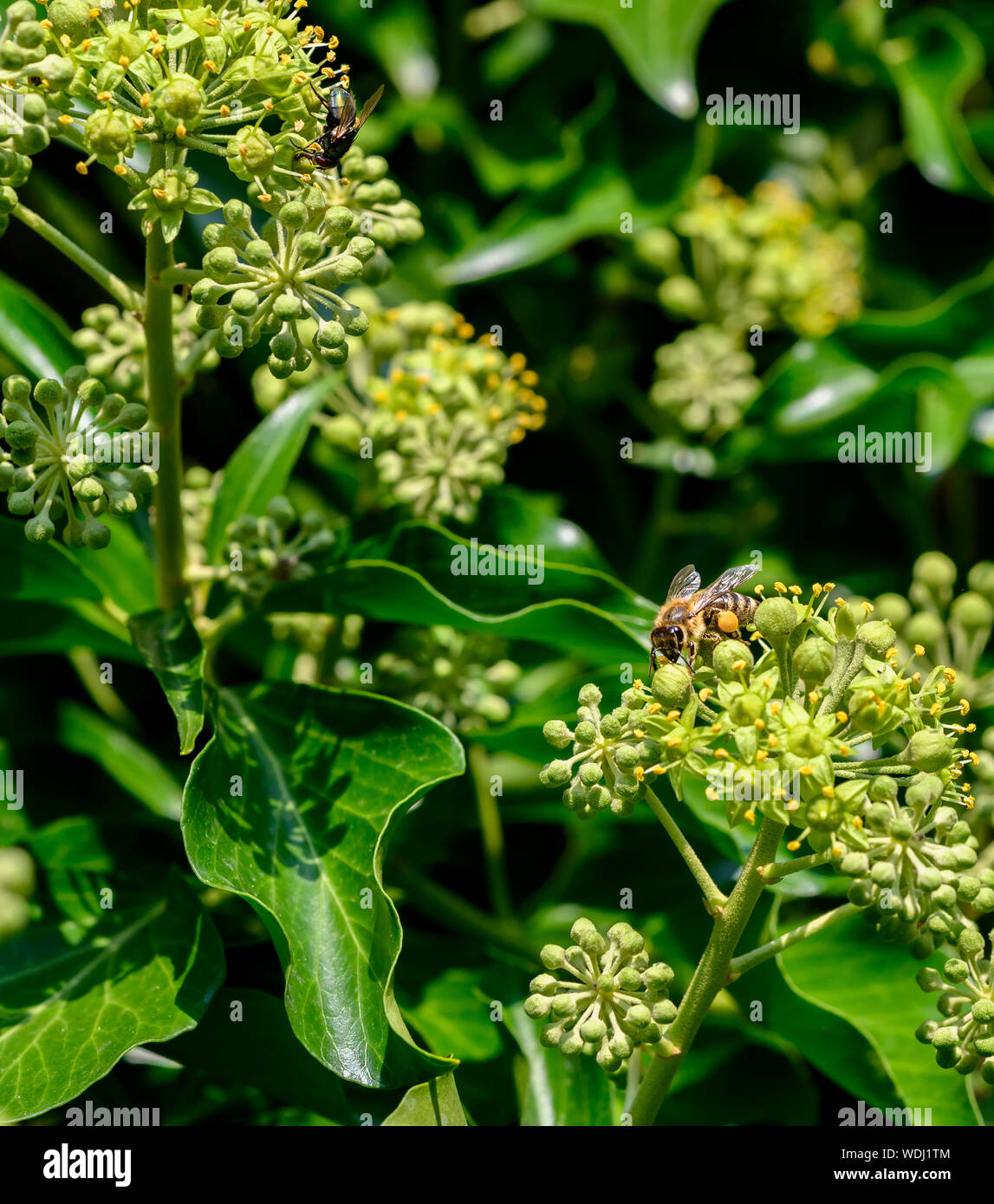 Macro shot of a bee sitting on the blossoms of an ivy and sucking ...