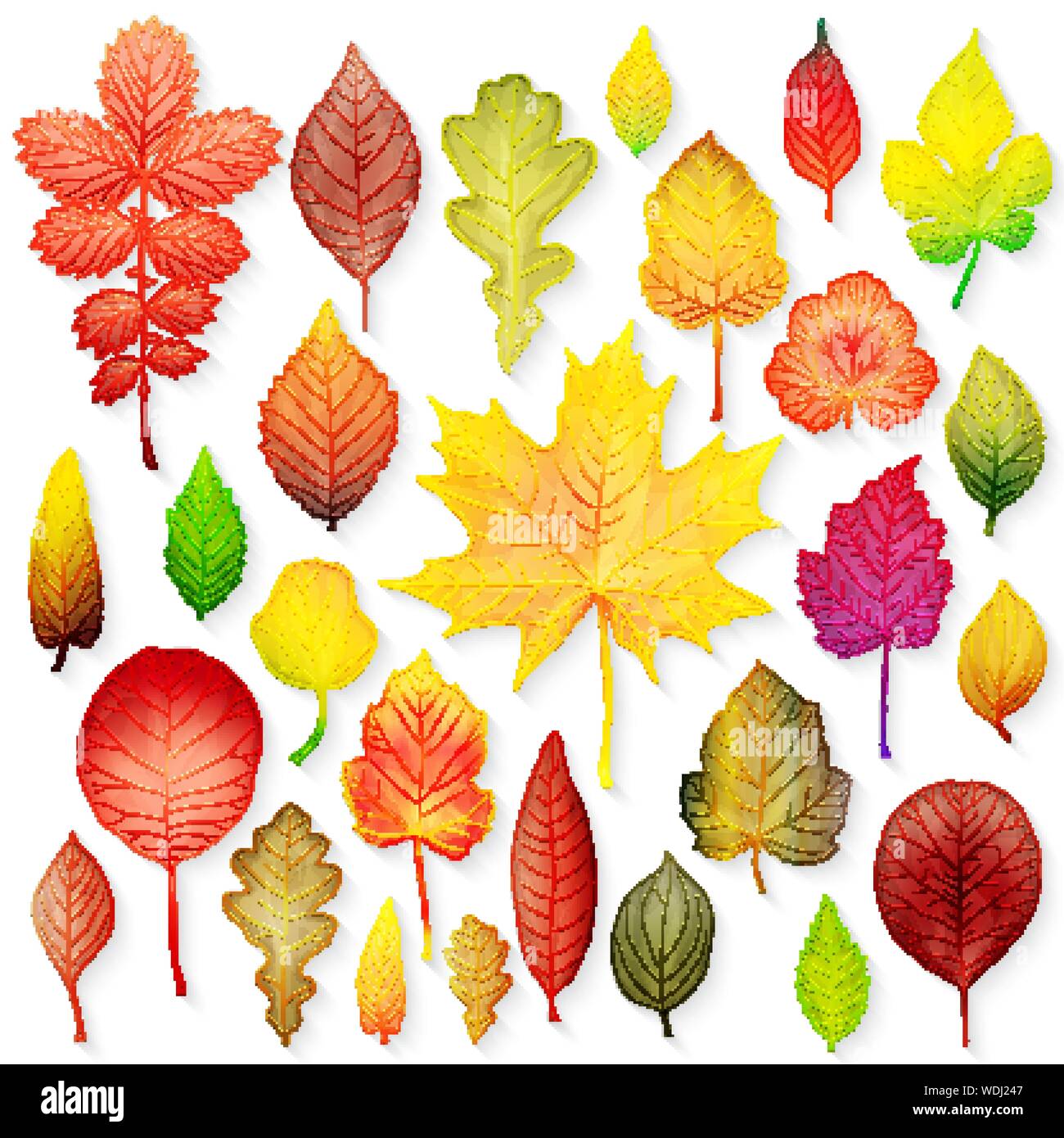 Colorful leaves set on white background vector Stock Vector Image & Art ...