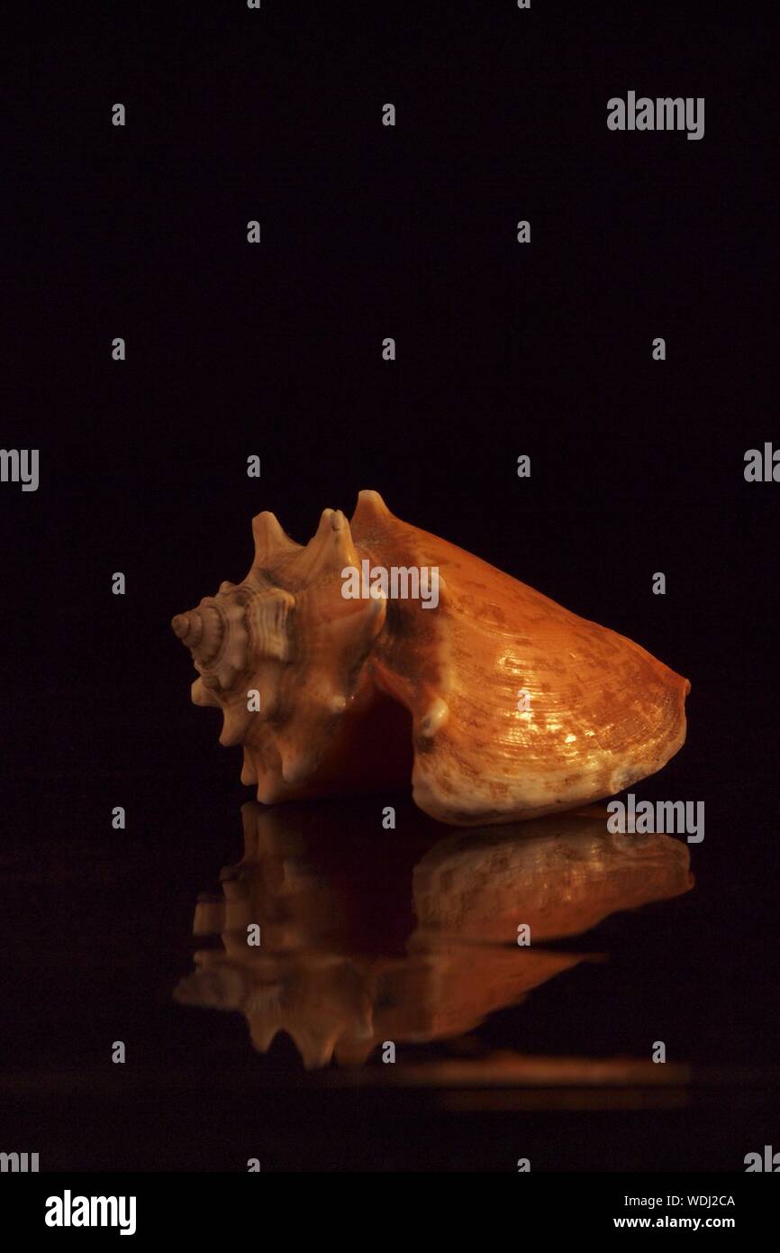 Brown conch shell hi-res stock photography and images - Alamy