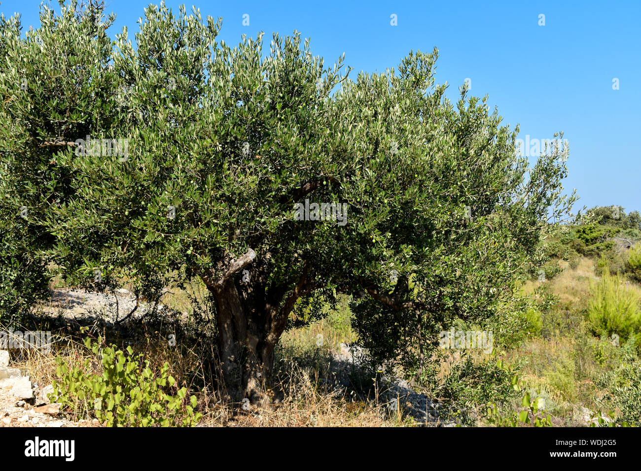 Old olive tree trunk, roots and branches Stock Photo - Alamy