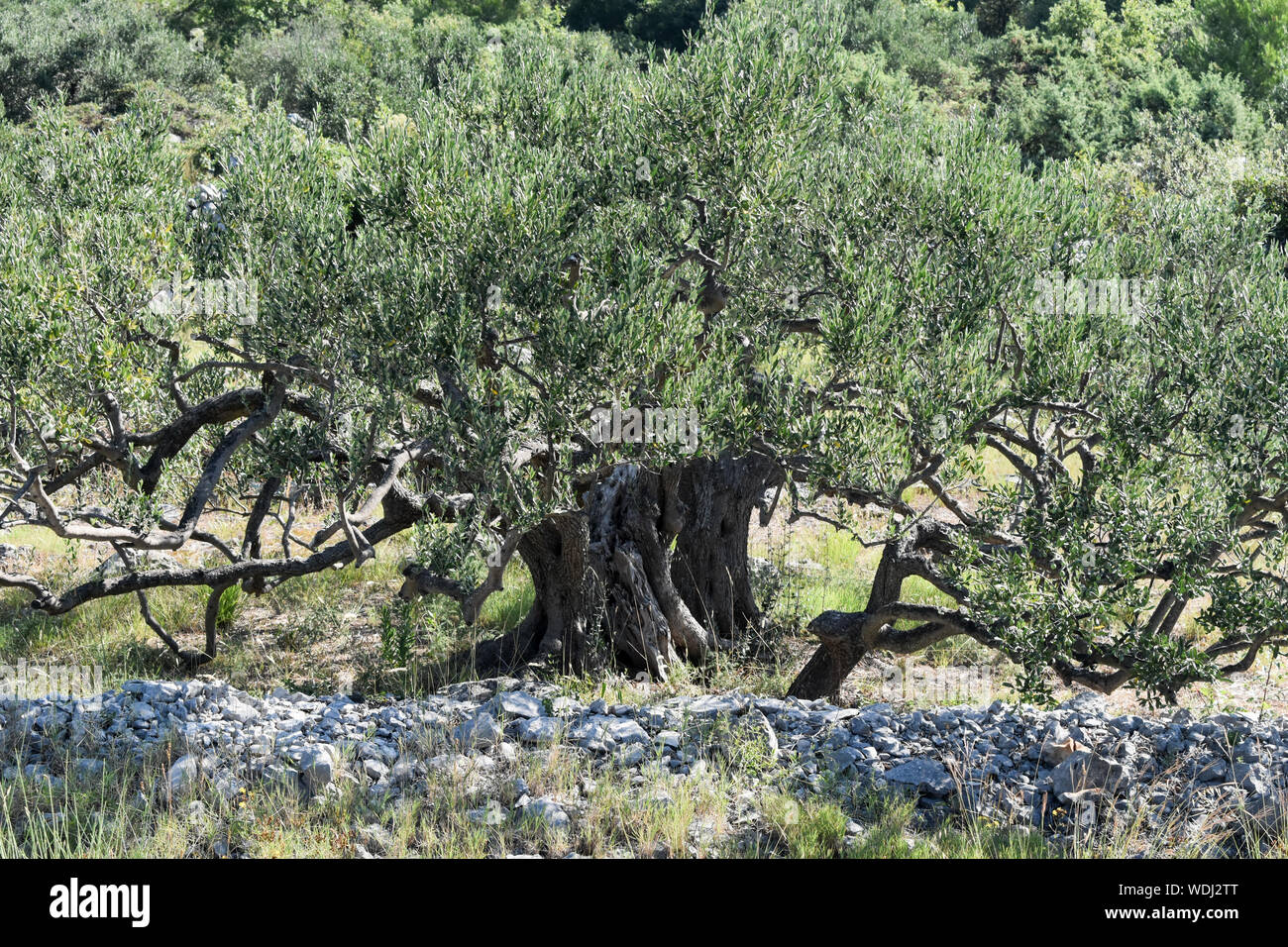 Old olive tree trunk, roots and branches Stock Photo - Alamy