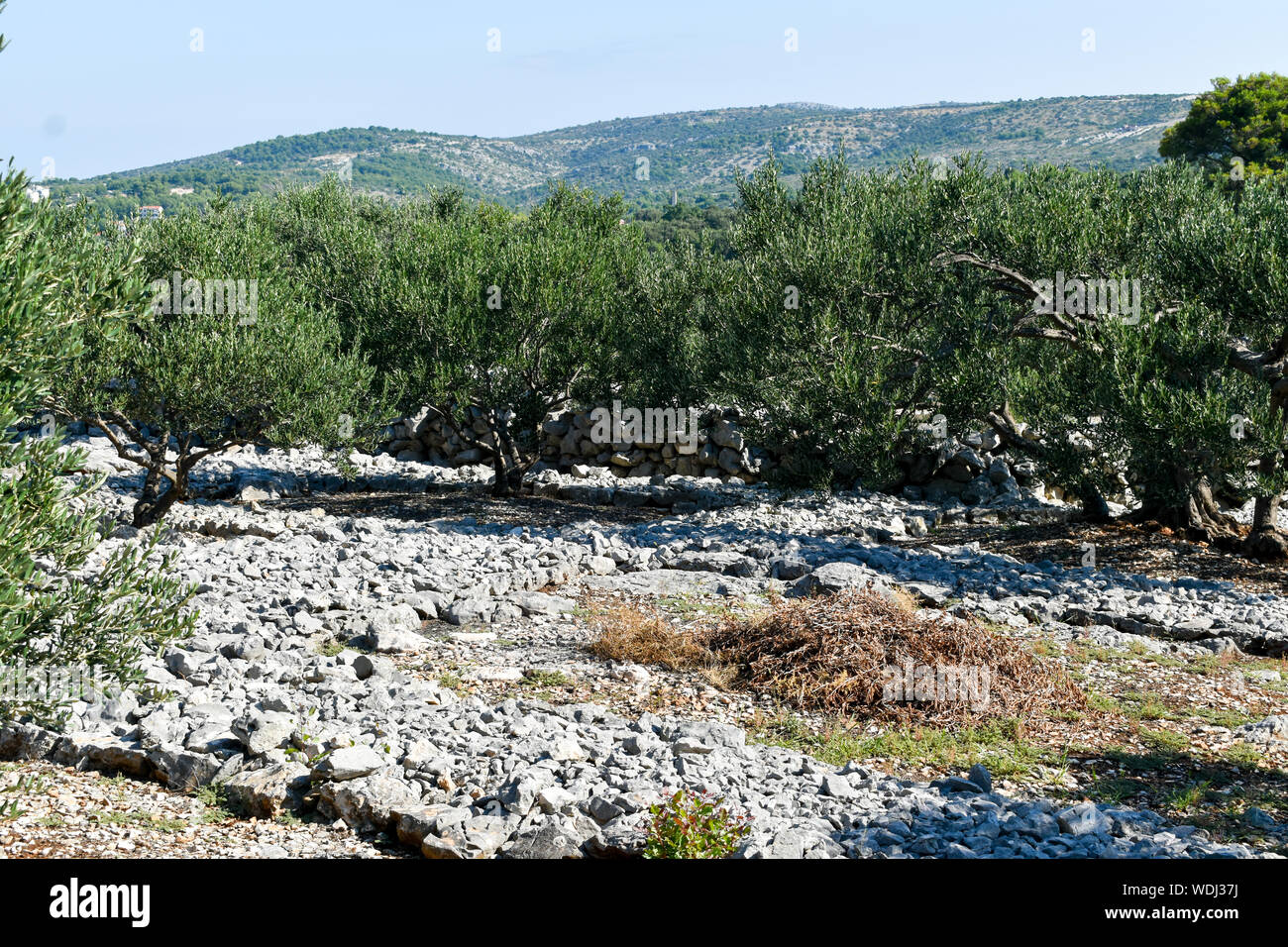 Olive grove and stone walls hi-res stock photography and images - Alamy