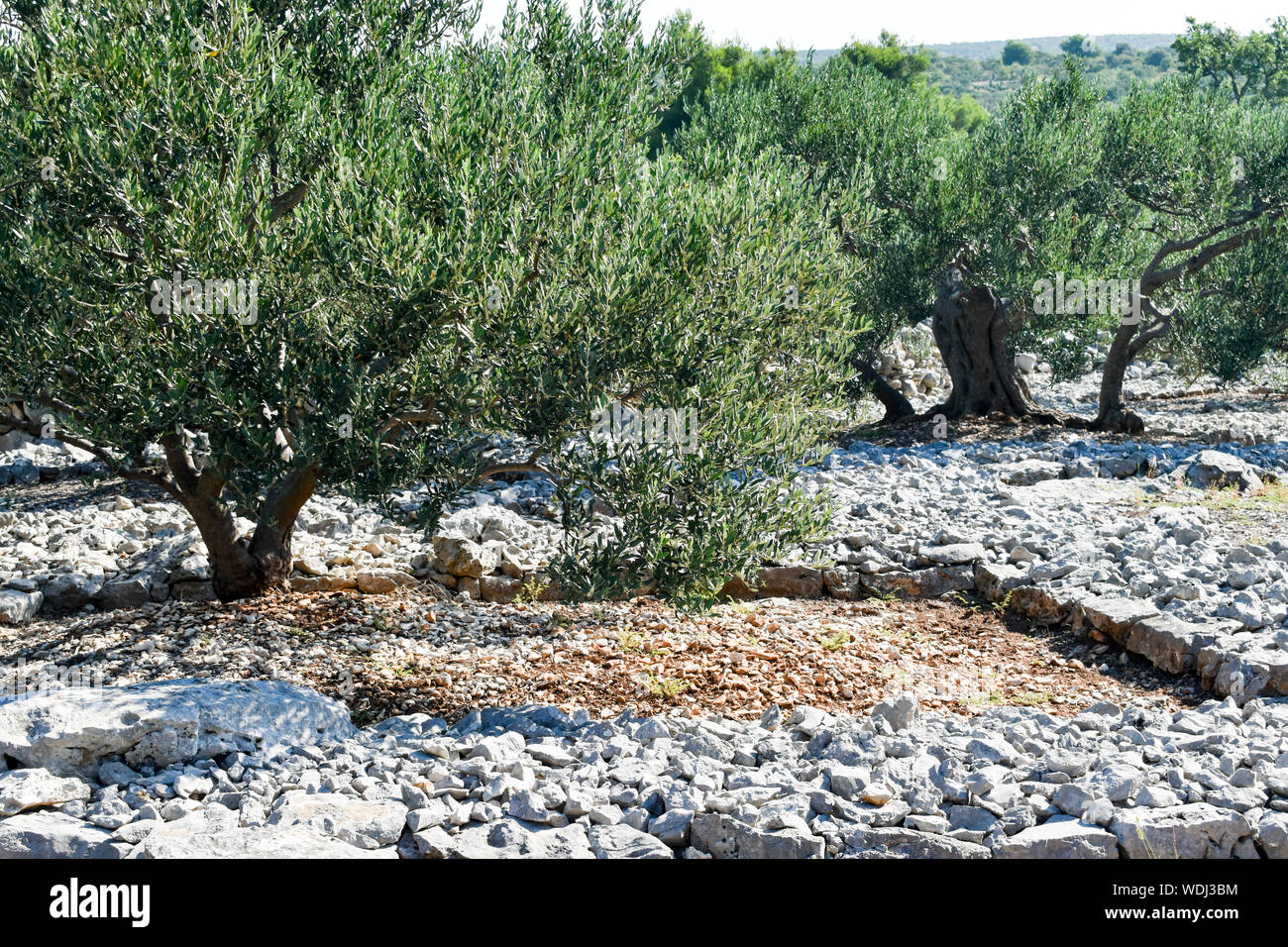 Olive trees growing in field with stone walls Stock Photo - Alamy