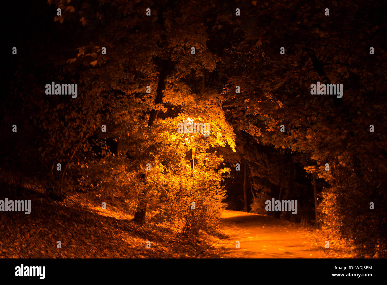 Night forest road hi-res stock photography and images - Alamy