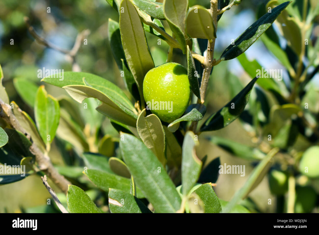 Green olive on a tree Stock Photo - Alamy