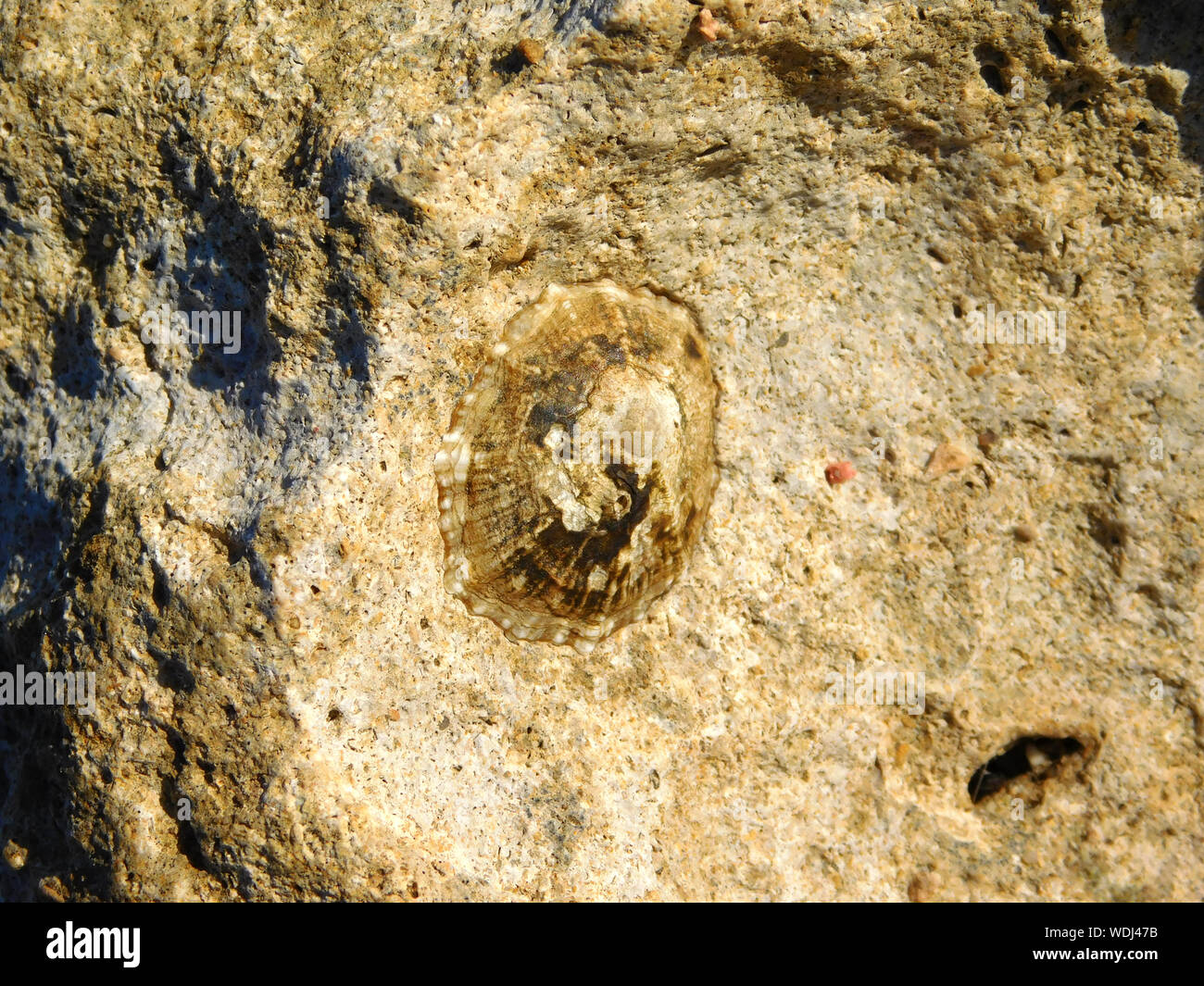 Seashell fossil hi-res stock photography and images - Alamy