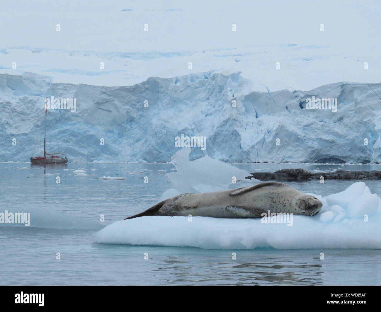 Seal on iceberg hi-res stock photography and images - Alamy