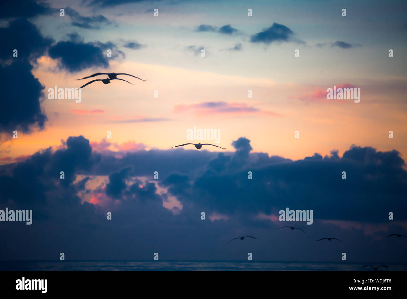 Birds flying clouds hi-res stock photography and images - Alamy