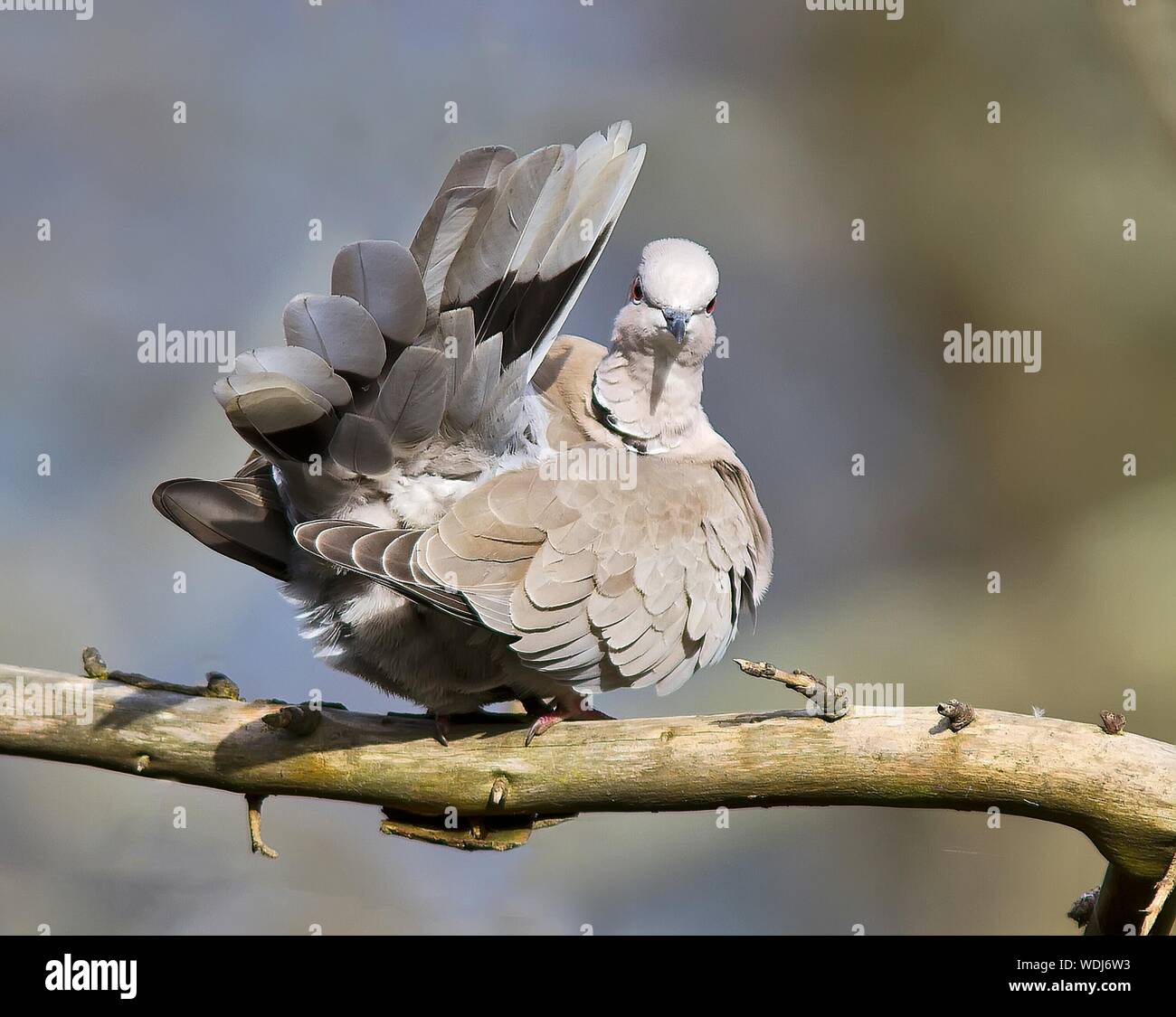 Pigeon looking back hi-res stock photography and images - Alamy