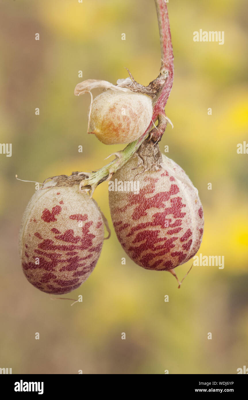 Red Testicles High Resolution Stock Photography and Images - Alamy