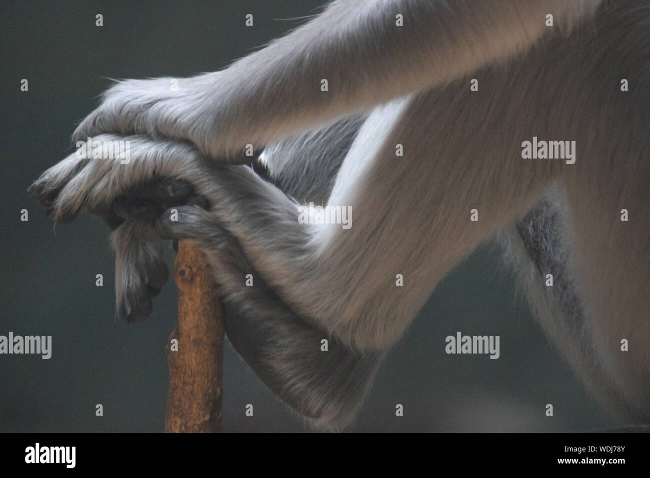 Monkey Leg High Resolution Stock Photography and Images - Alamy