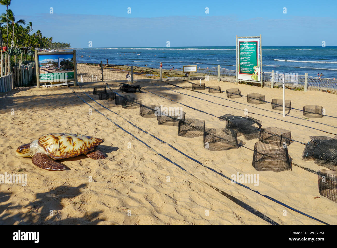 The Project Tamar, non-profit organization to protect sea turtles from ...