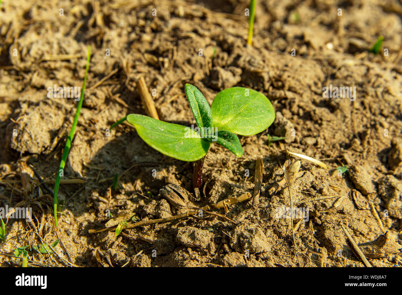 Sunflower shoots hi-res stock photography and images - Alamy