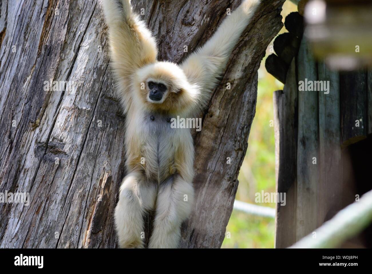 Monkey Hanging From Tree High Resolution Stock Photography and Images ...