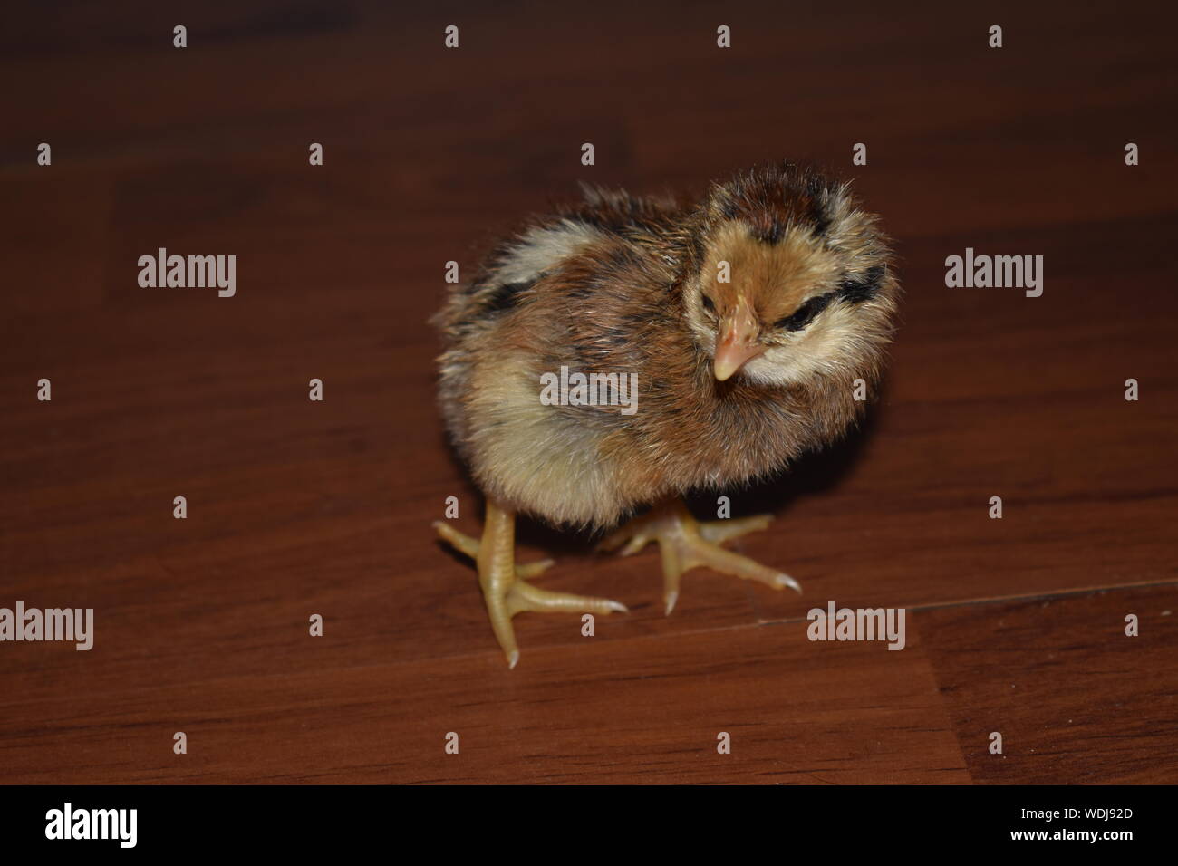 Two days old chick hi-res stock photography and images - Alamy