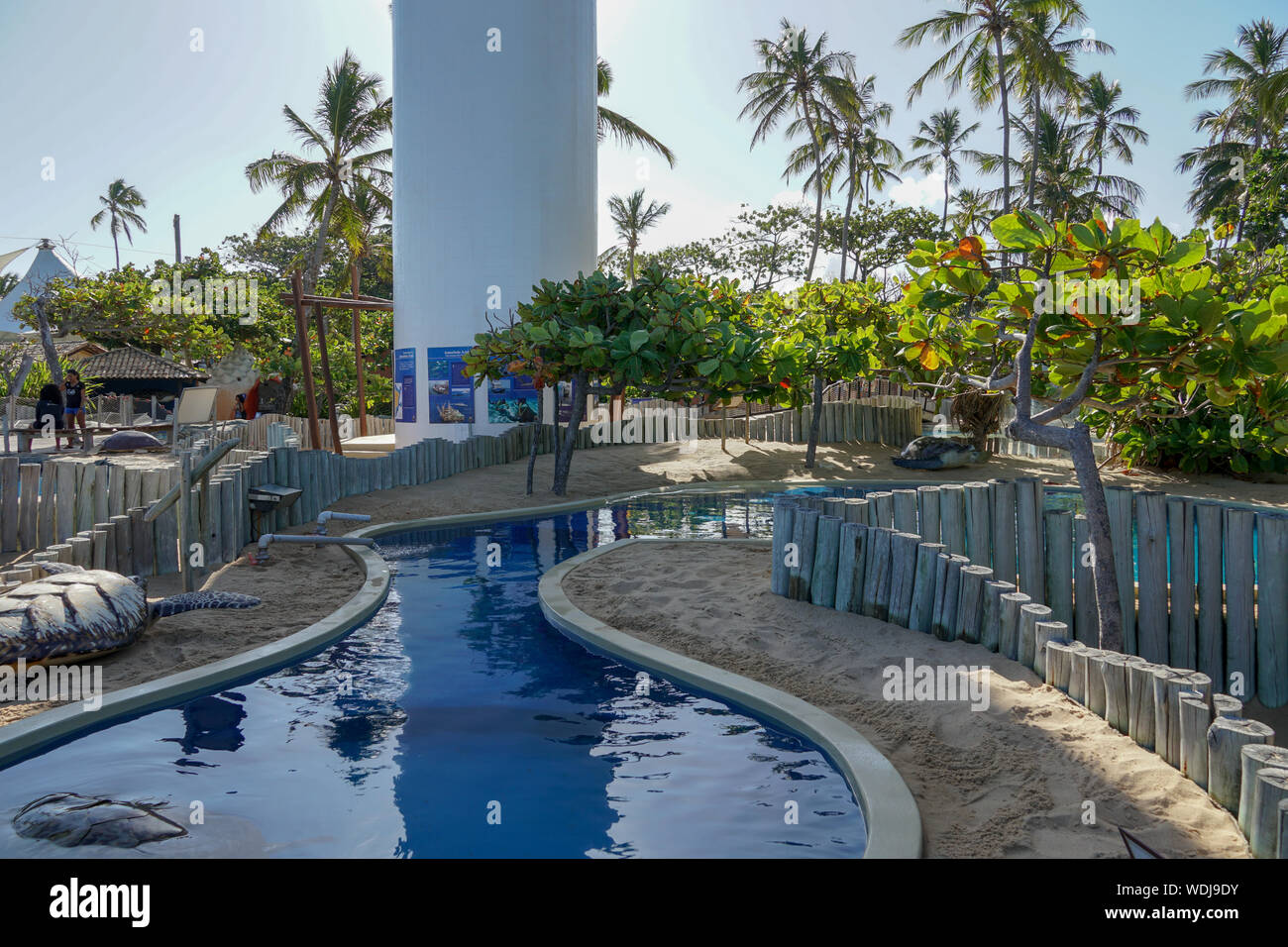 The Project Tamar, non-profit organization to protect sea turtles from ...