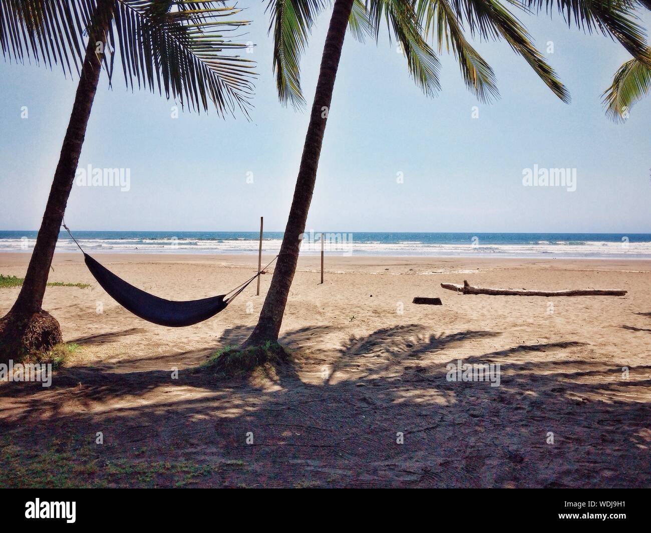 Palm tree on beach hanging hi-res stock photography and images - Alamy