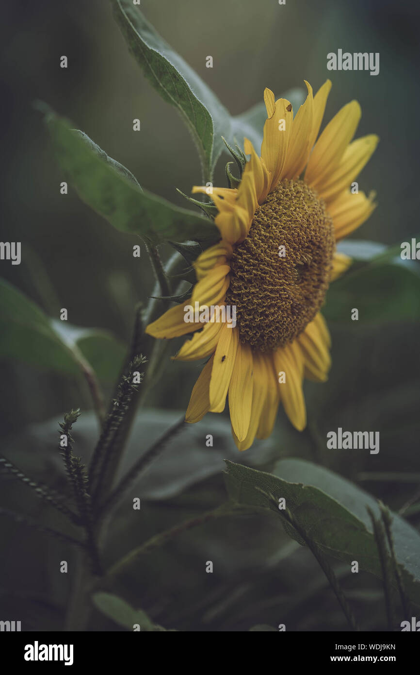 Side view sunflower hi-res stock photography and images - Alamy