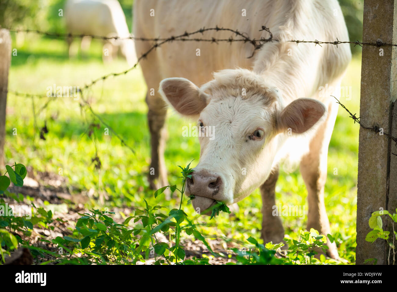 Cow cage hi-res stock photography and images - Alamy