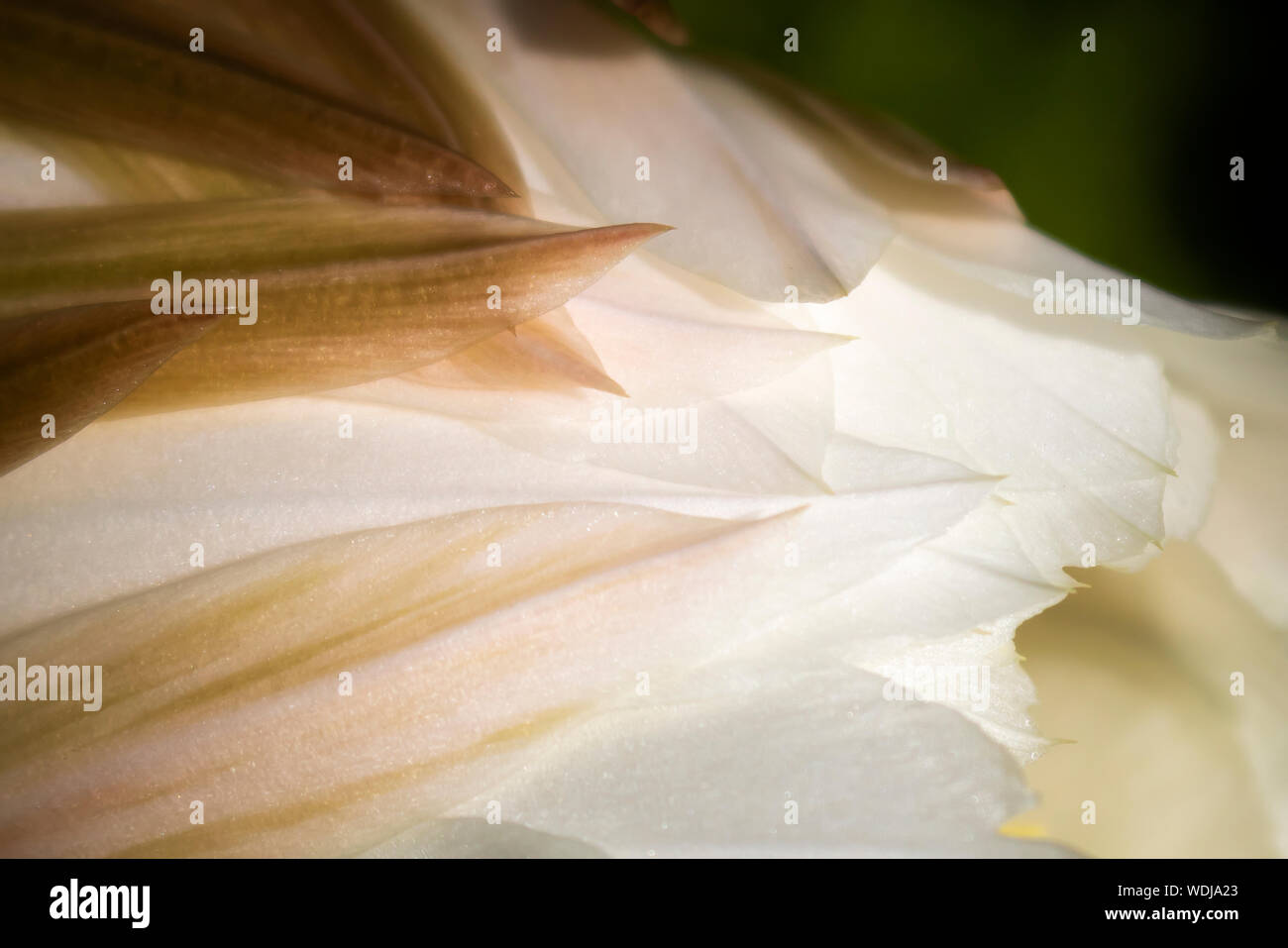Curve nature shapes hi-res stock photography and images - Alamy