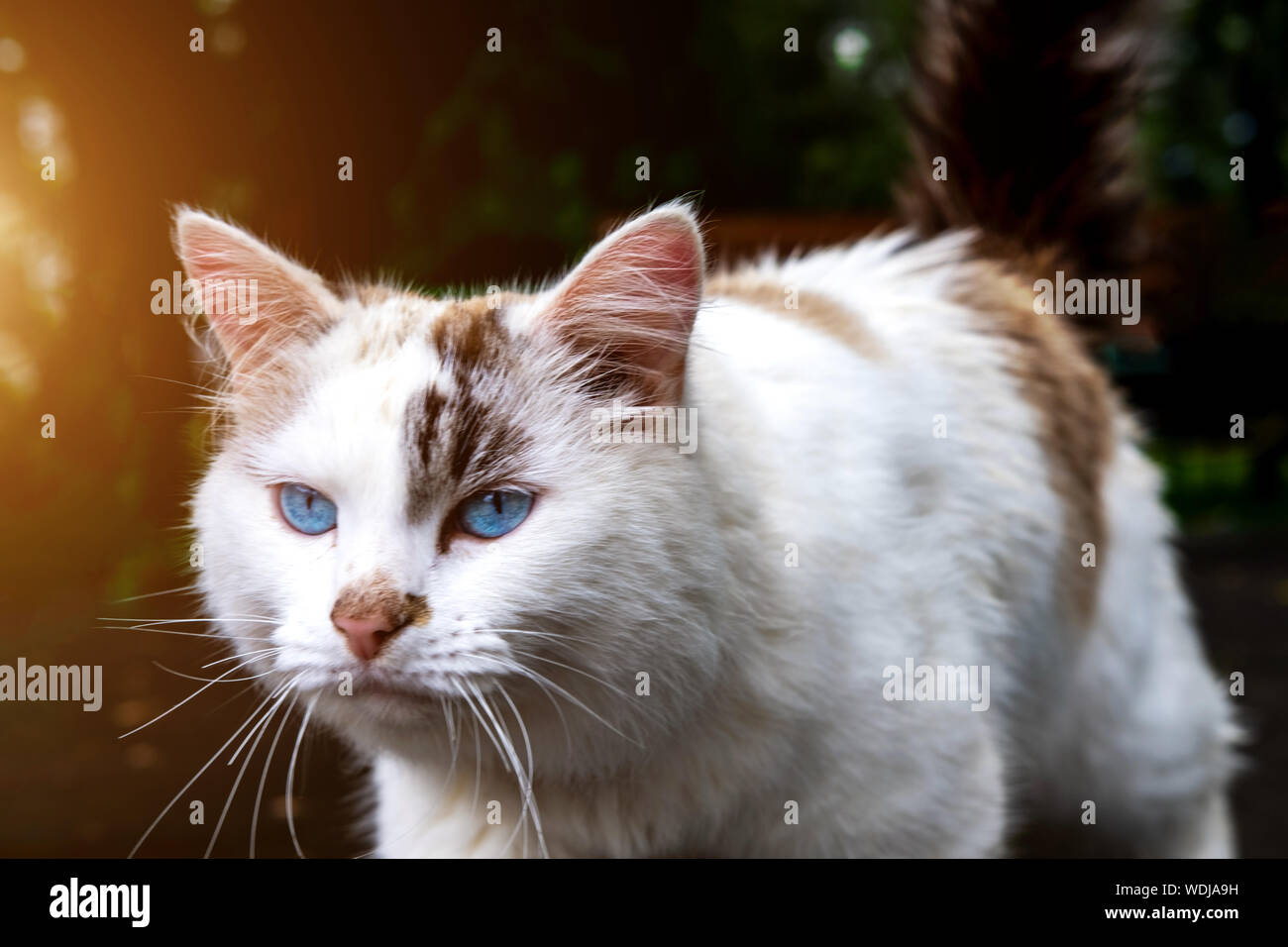 Cat walking alone outside close up. Lost white with brown spots kitty ...