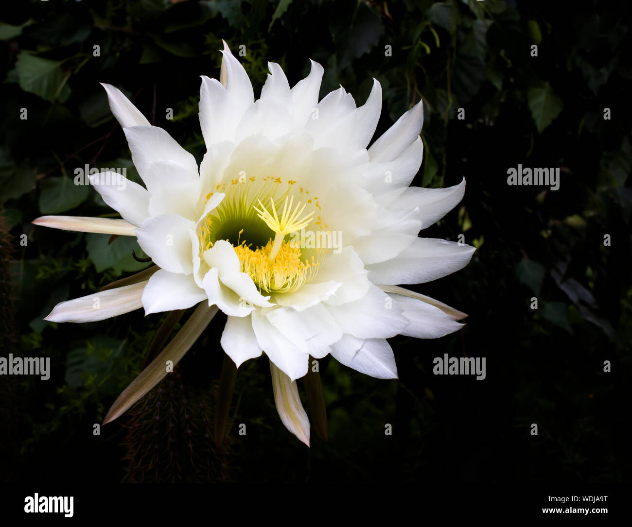 Large white cactus flower hi-res stock photography and images - Alamy