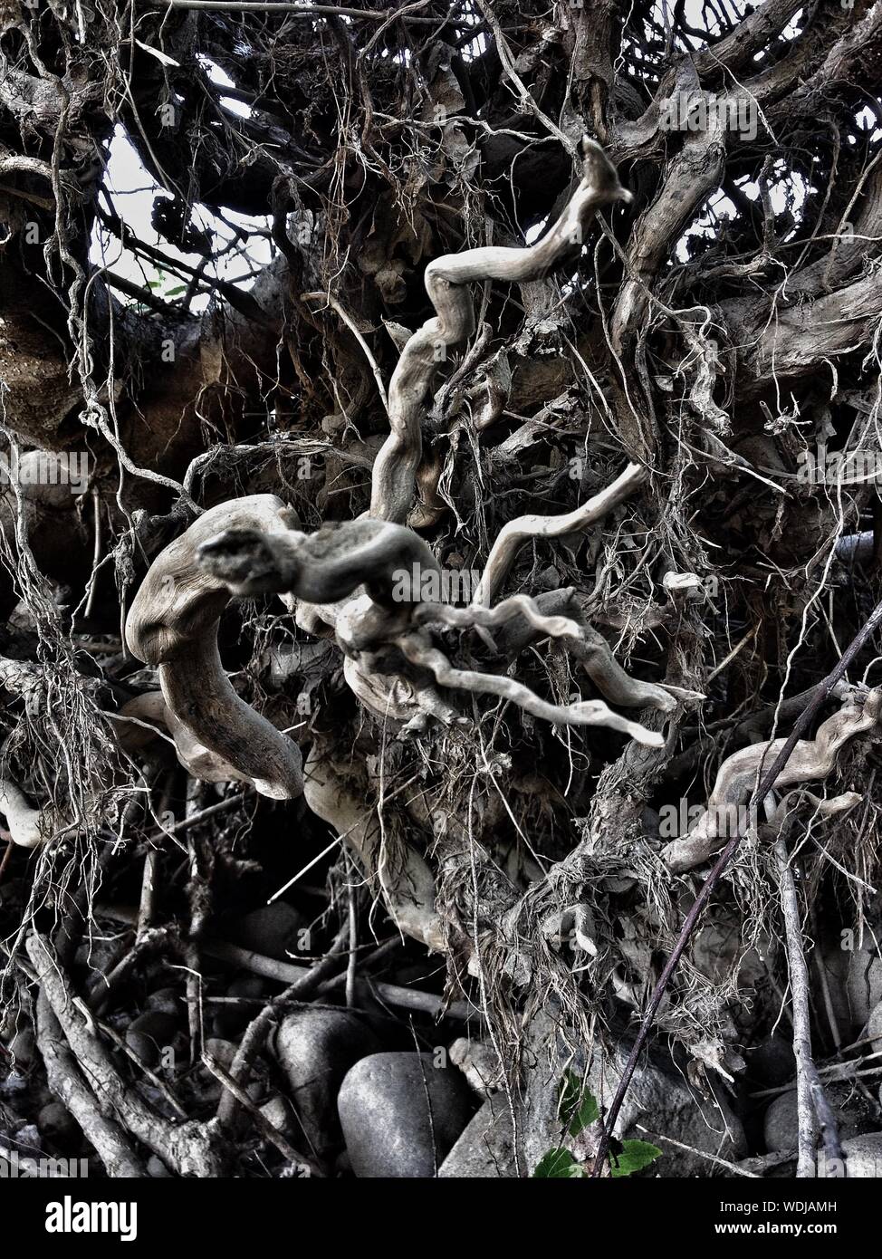 Intertwined tree roots hi-res stock photography and images - Alamy