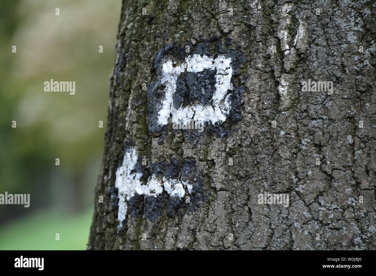 Graffiti tree hi-res stock photography and images - Alamy