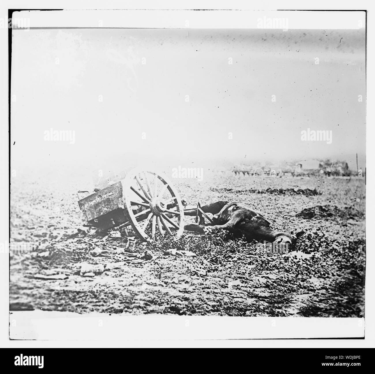 Dead mule Black and White Stock Photos & Images - Alamy