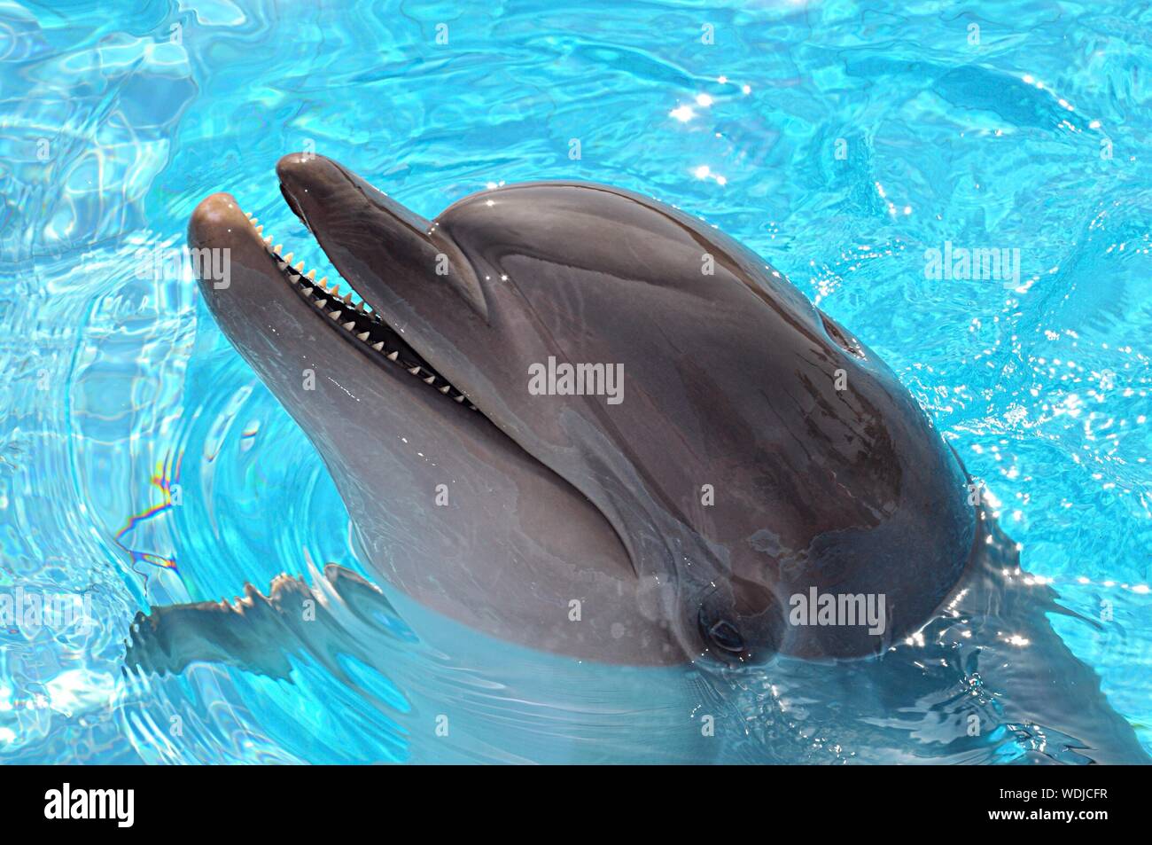Dolphin water hi-res stock photography and images - Alamy